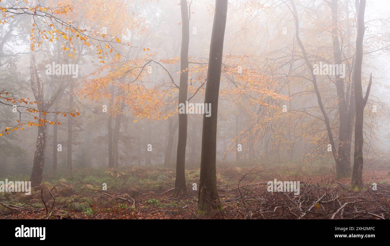 Mixed woodland at Mortimer Forest, Ludlow, Shropshire, UK Stock Photo ...