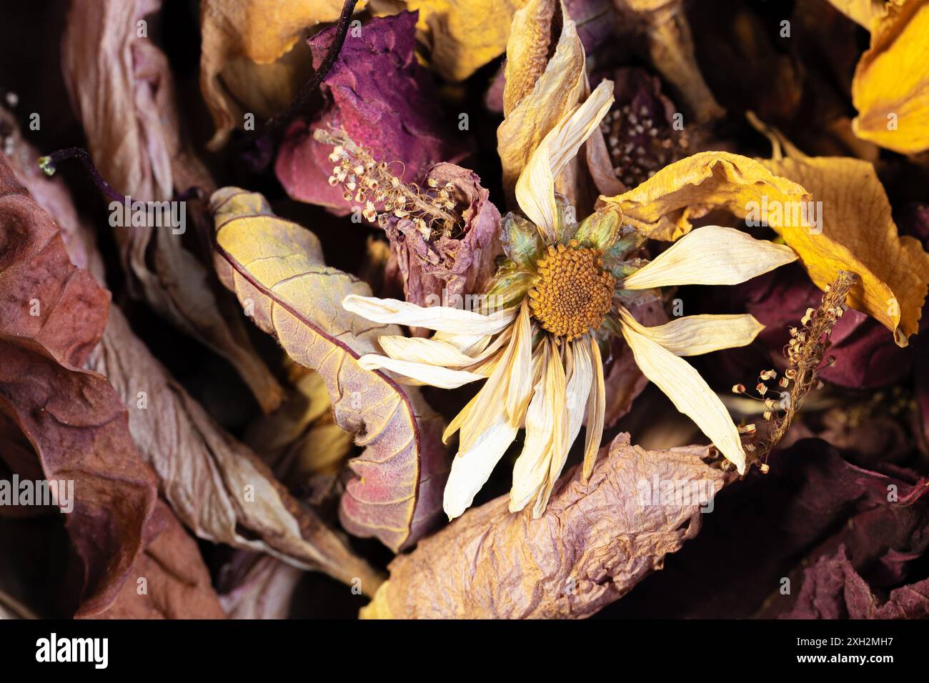 Lots of dried and old flowers and leaves together. Memories Stock Photo ...
