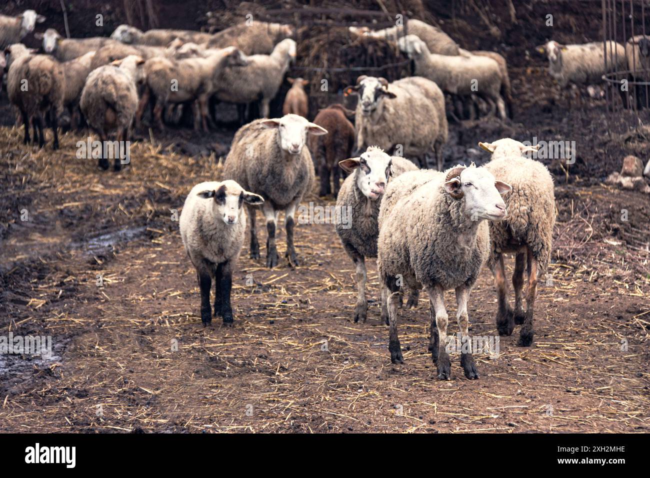 A flock of sheep is waiting in their fold to go out to graze. It is a dark and cloudy day. The ...