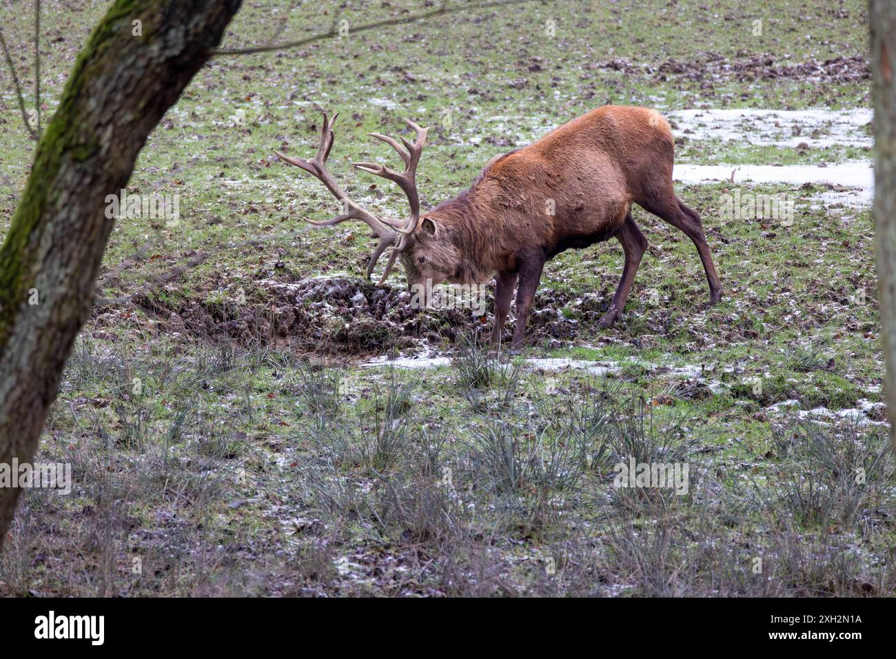 Buck drinking water hi-res stock photography and images - Alamy