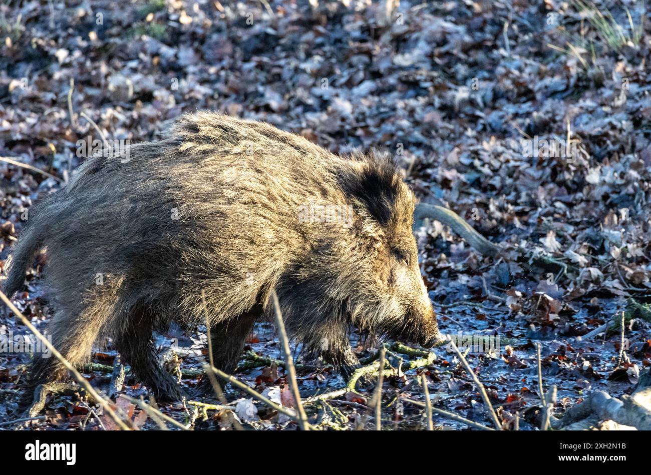 Female wild boar one piglet hi-res stock photography and images - Alamy