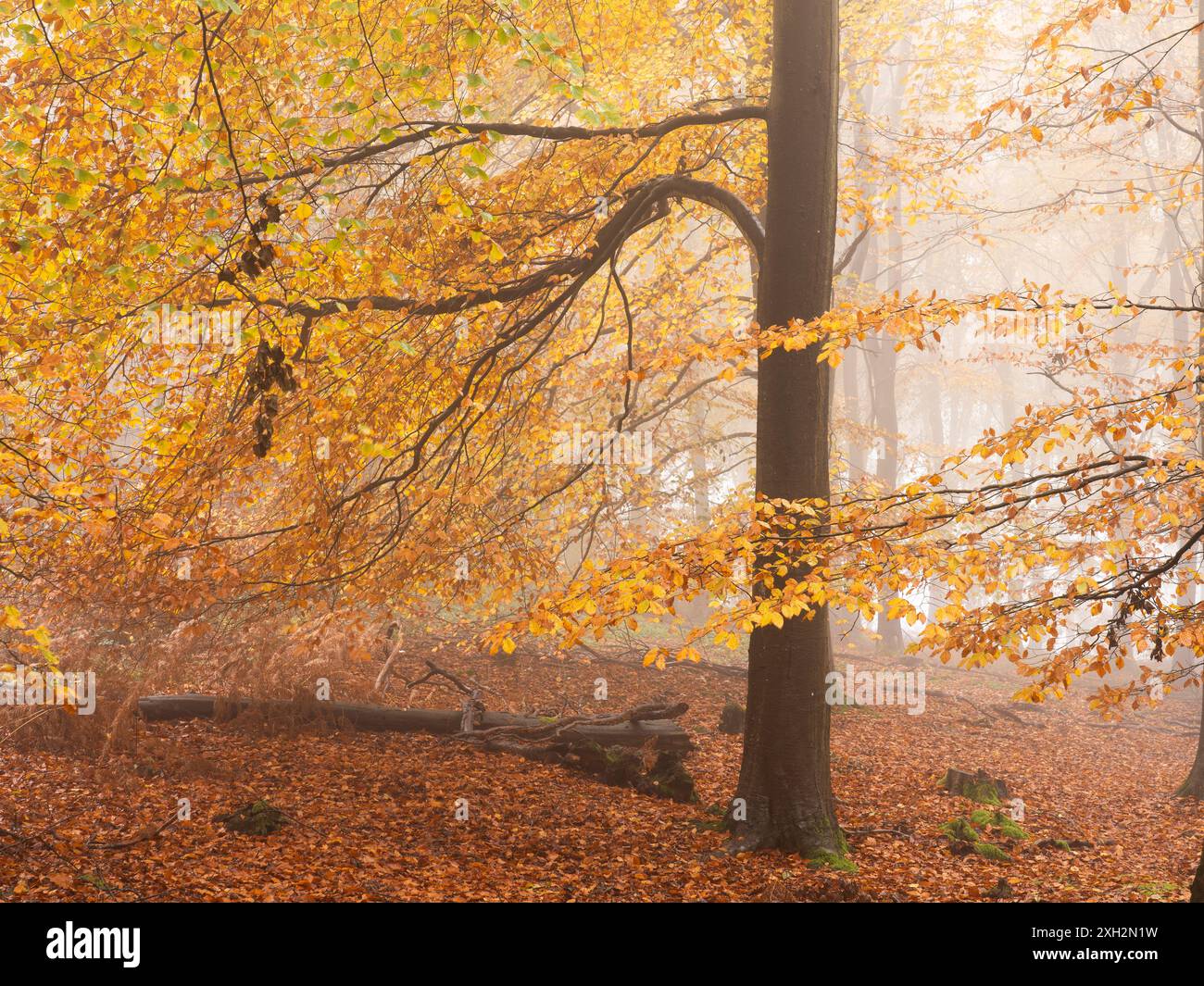Mixed woodland at Mortimer Forest, Ludlow, Shropshire, UK Stock Photo ...