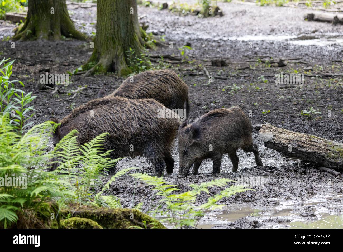 Wild boars dig in the muddy ground Stock Photo - Alamy
