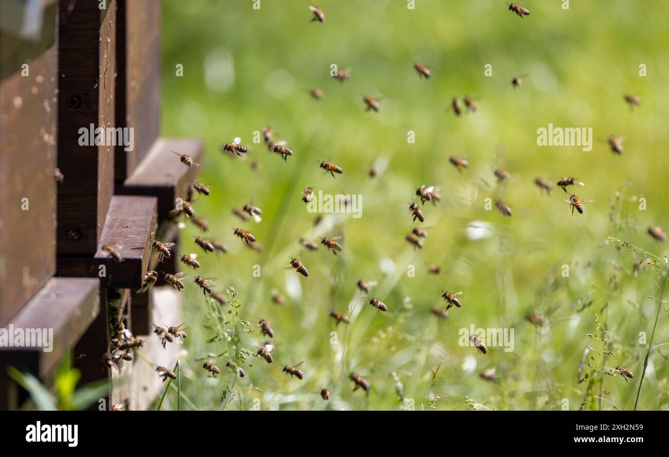 Swarms of bees at the hive entrance in a heavily populated honey bee ...