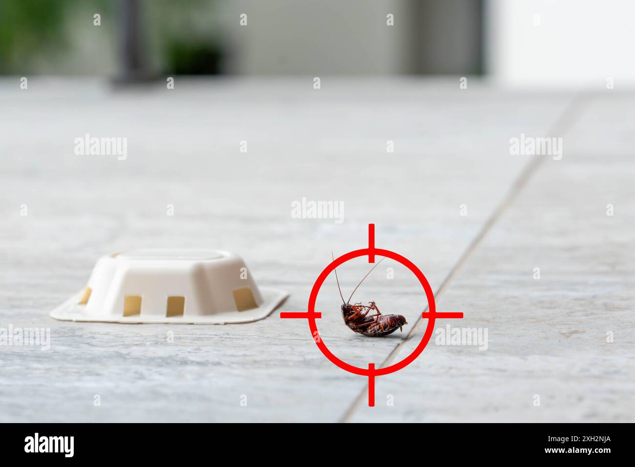 Red gun target aiming on dead cockroach upside down on the floor. Pest ...