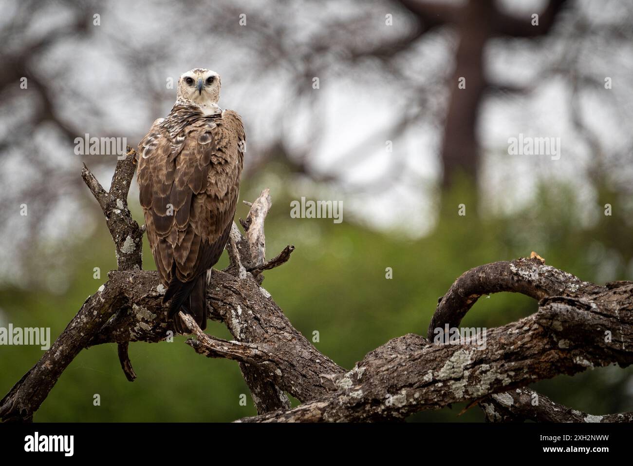 Large eagle african martial hi-res stock photography and images - Alamy