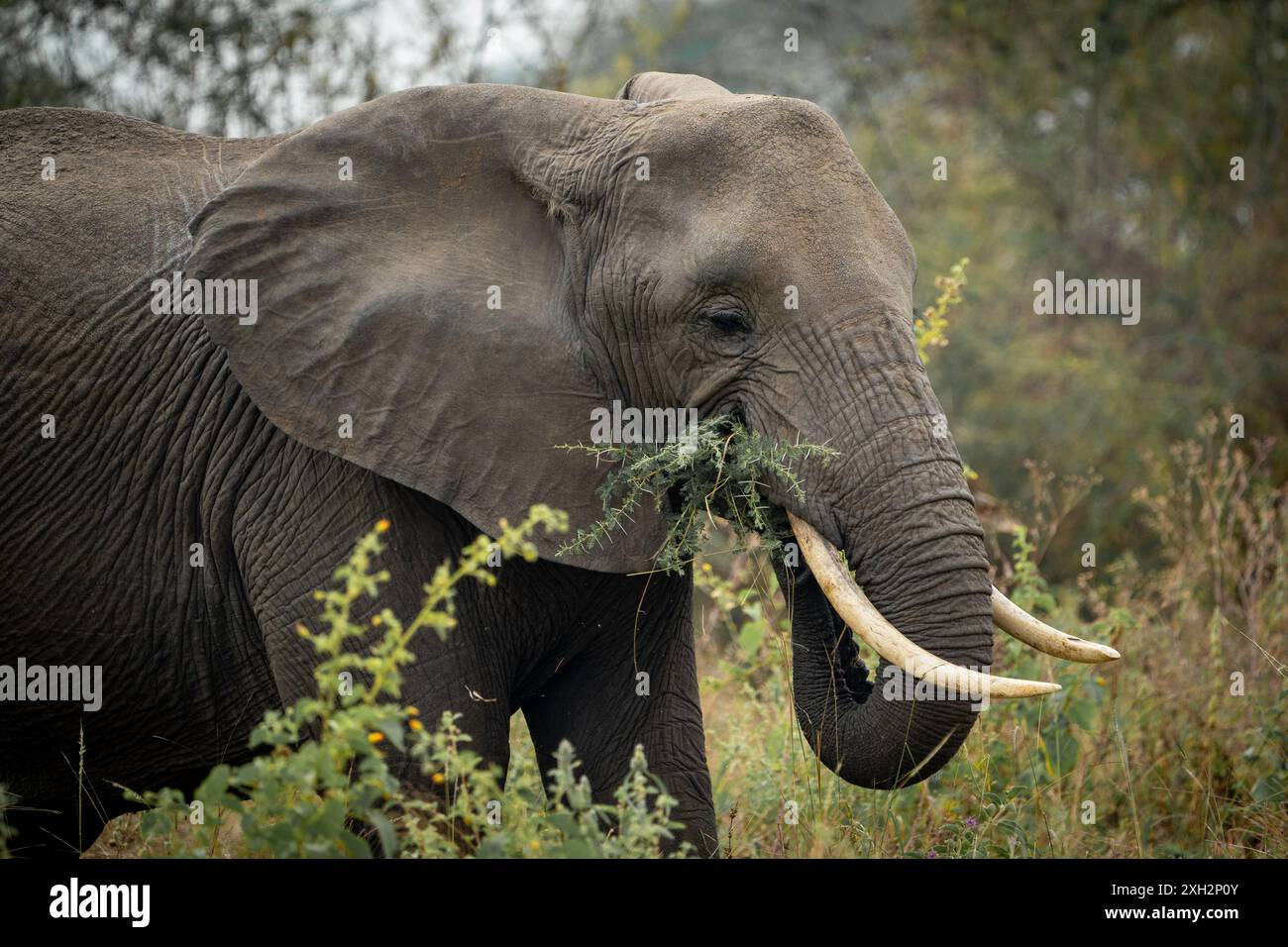 African megafauna hi-res stock photography and images - Alamy