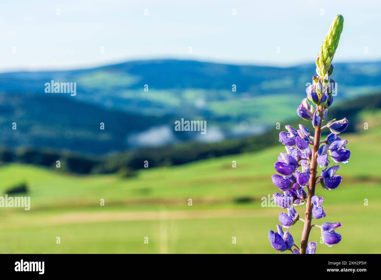 Gersfeld (Rhön): mountain Wasserkuppe, view to mountain Kreuzberg (with ...