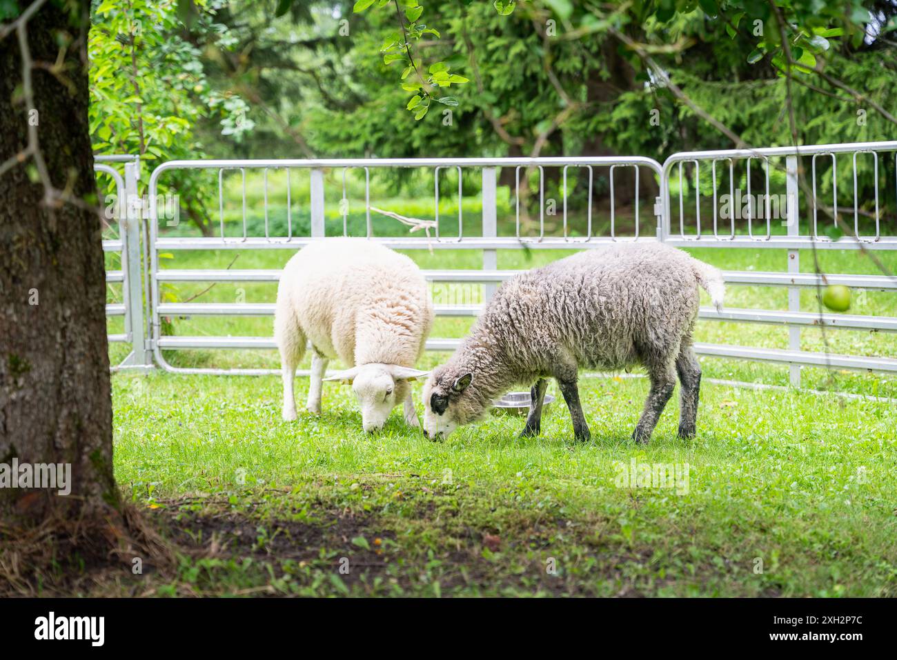Hornless hi-res stock photography and images - Alamy
