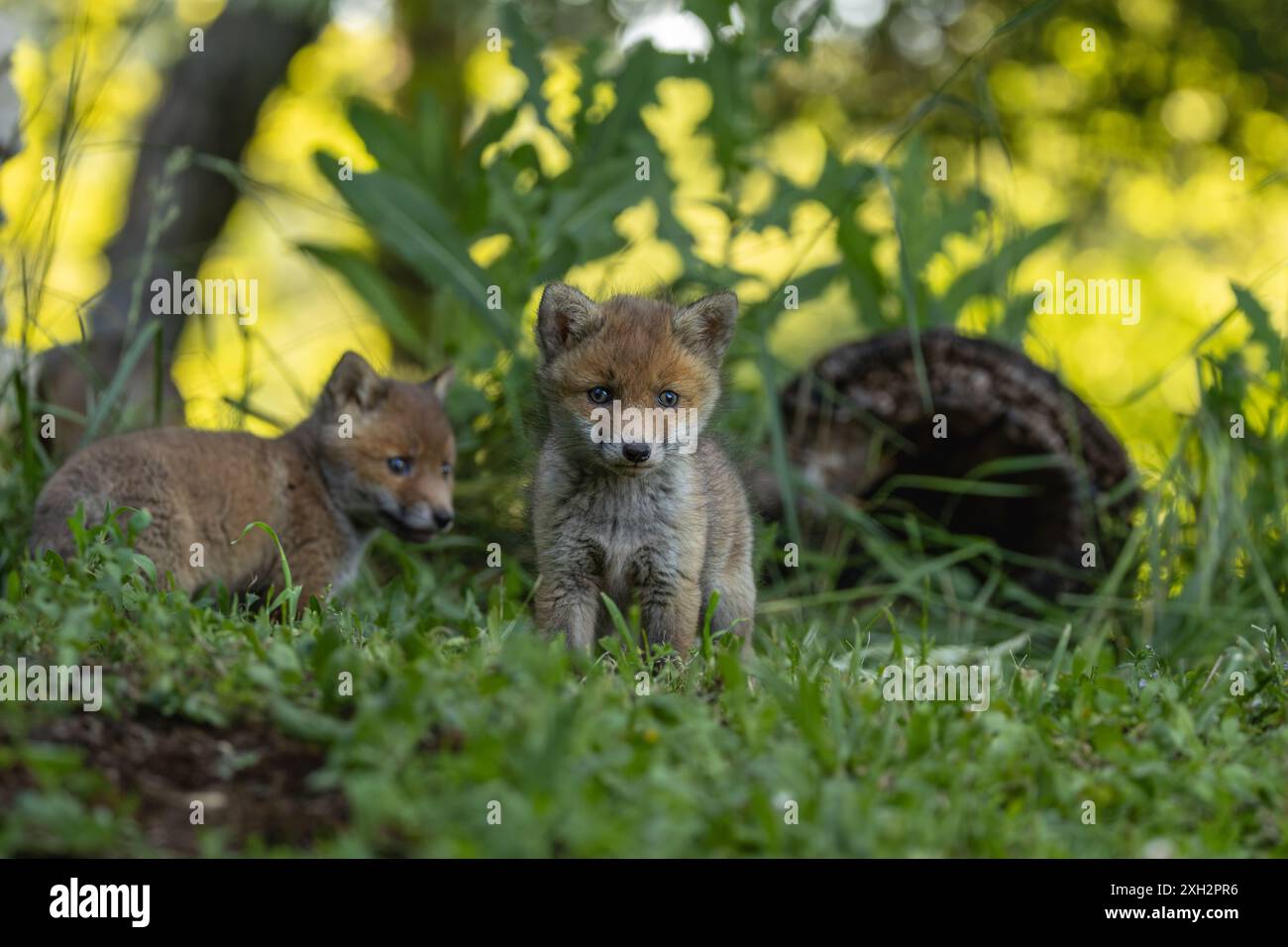 The beauty of the red fox cubs in Italy Stock Photo - Alamy
