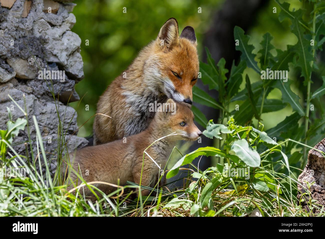 Red foxes in love hi-res stock photography and images - Alamy