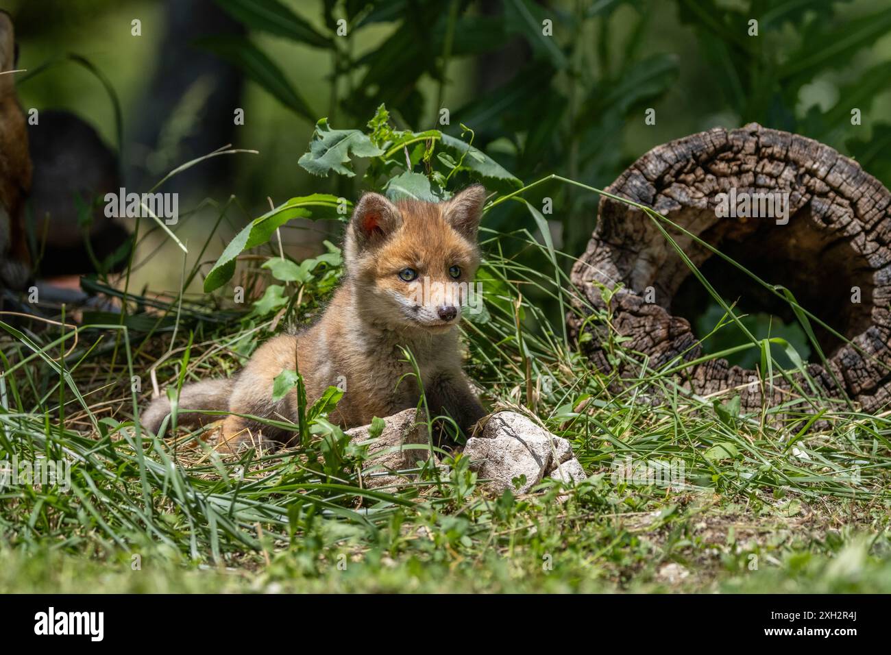 Red foxes in love hi-res stock photography and images - Alamy