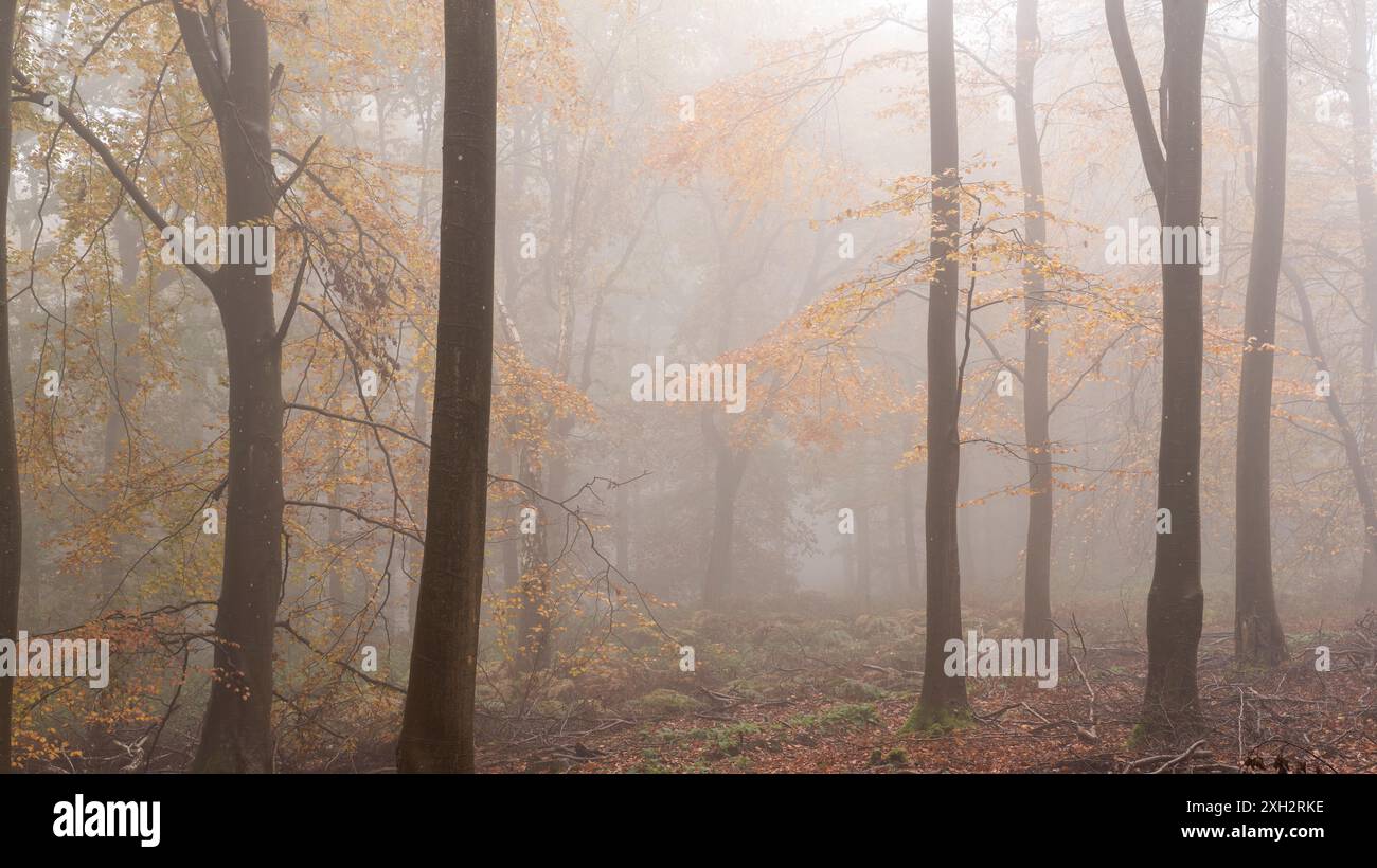 Mixed woodland at Mortimer Forest, Ludlow, Shropshire, UK Stock Photo ...