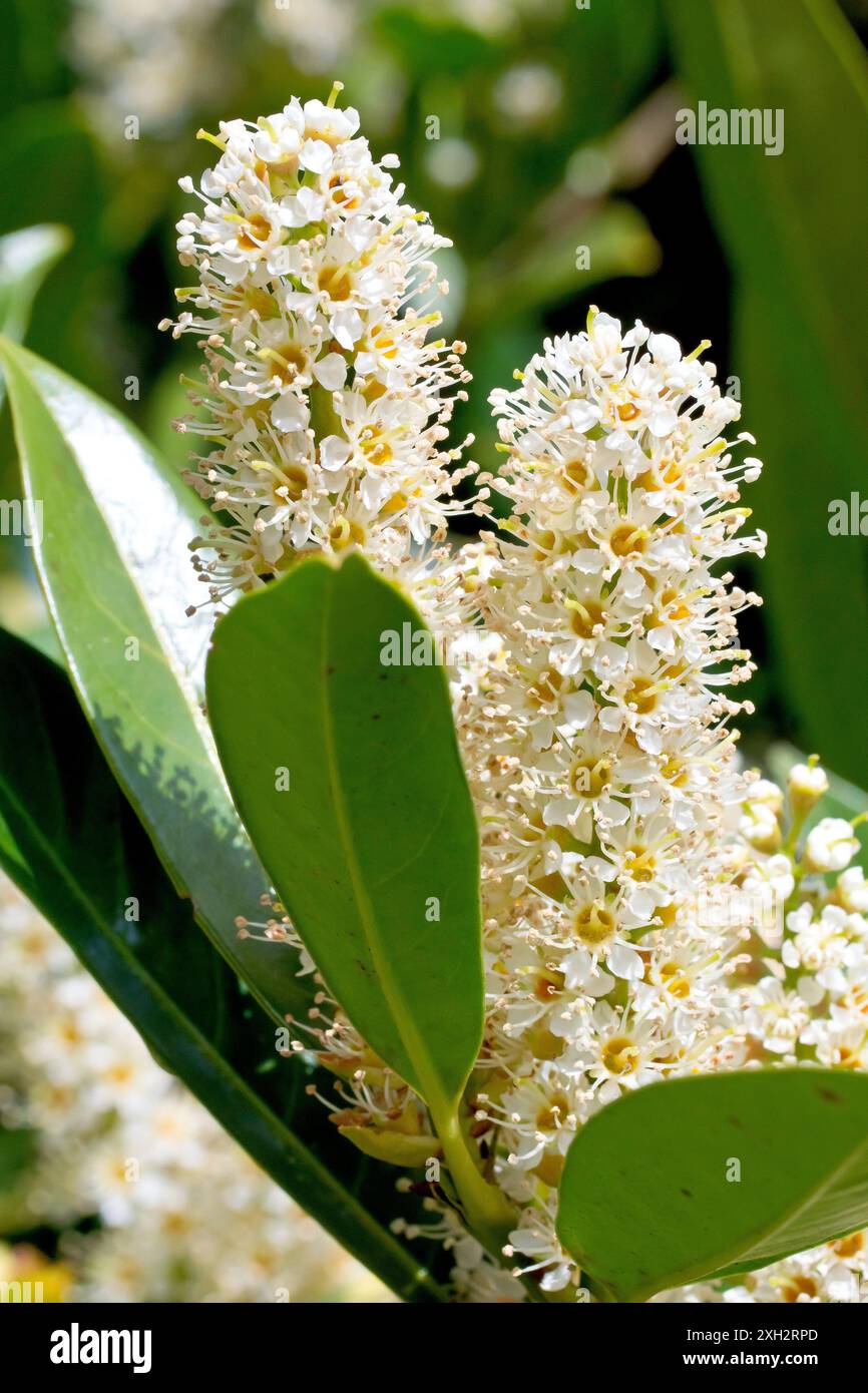 Prunus laurocerasus common laurel cherry laurel hi-res stock ...