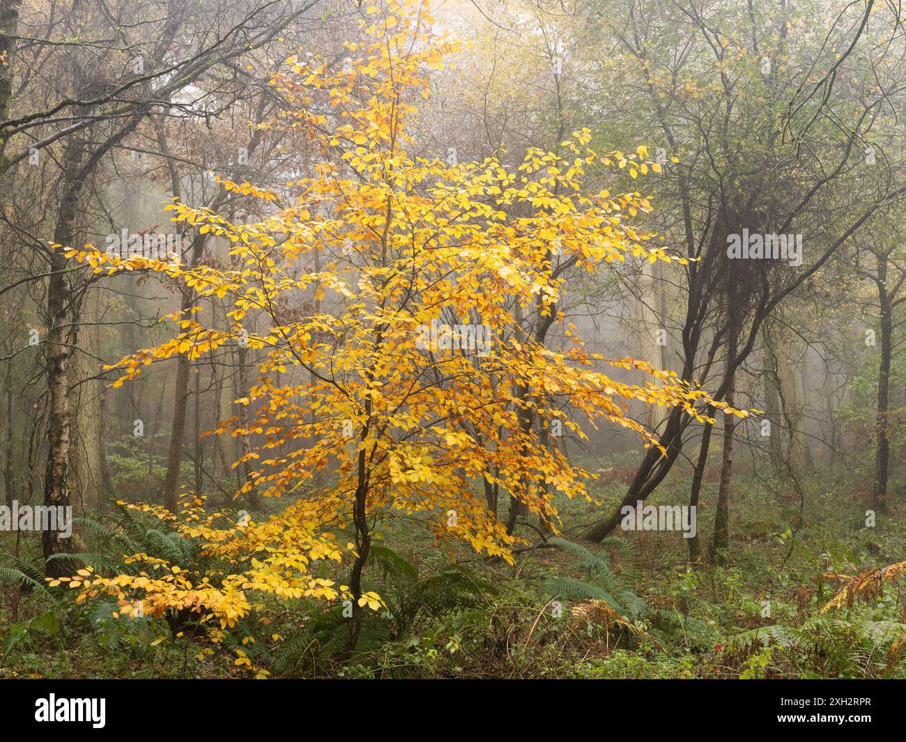 Mixed woodland at Mortimer Forest, Ludlow, Shropshire, UK Stock Photo ...