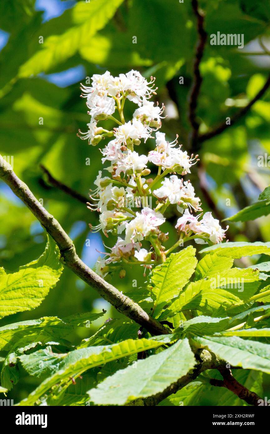 Horse Chestnut or Conker Tree (aesculus hippocastanum), close up of a ...