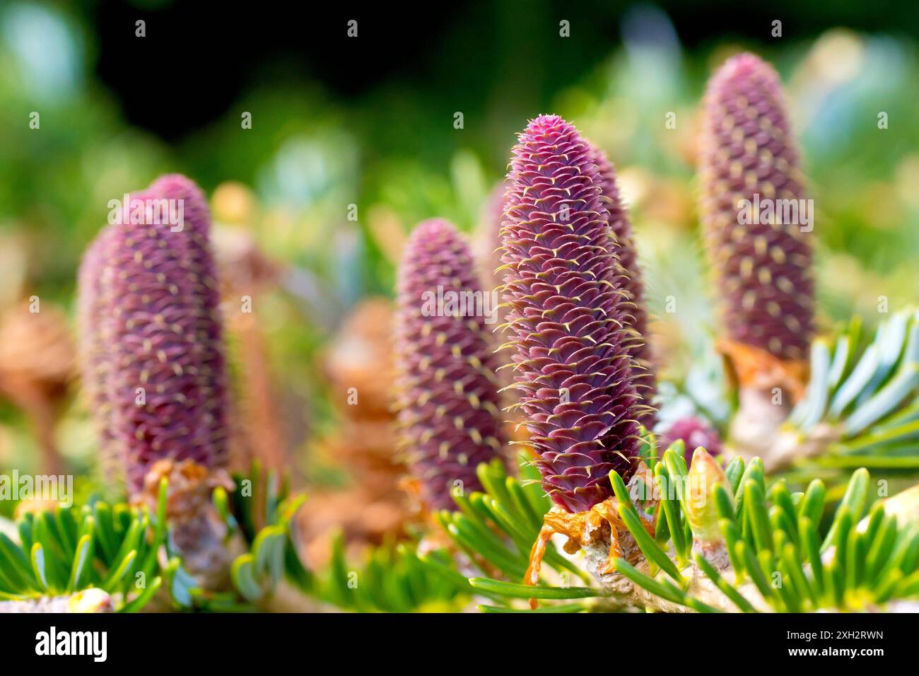 Korean Fir (abies koreana), close up of the purple female flowers or ...