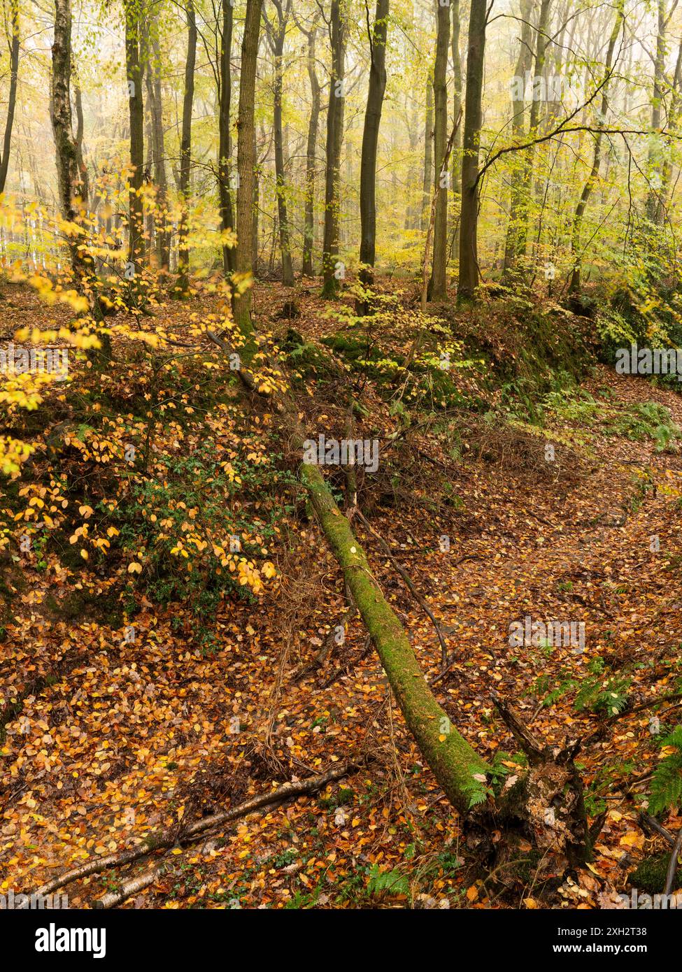 Mixed woodland at Mortimer Forest, Ludlow, Shropshire, UK Stock Photo ...