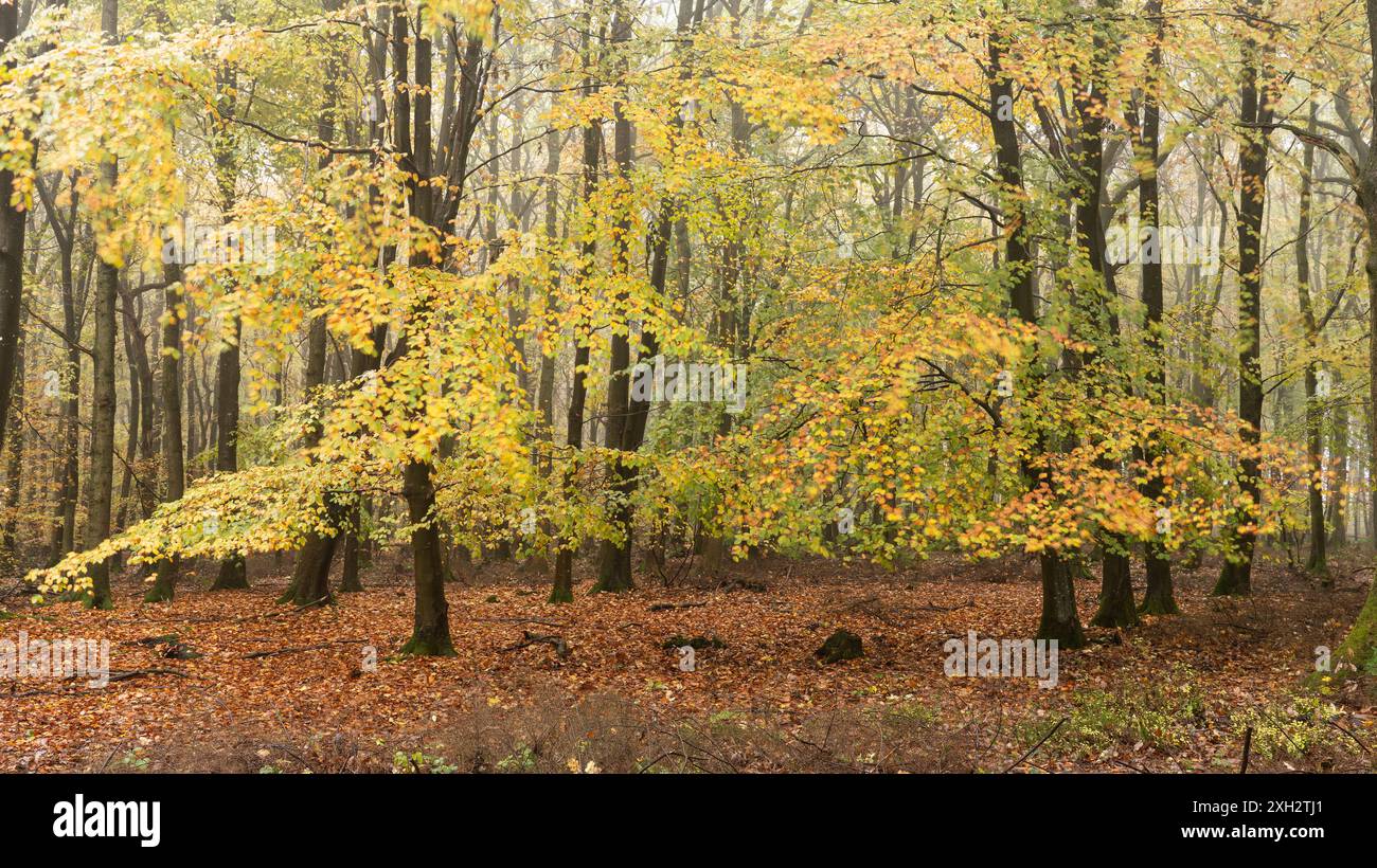 Mixed woodland at Mortimer Forest, Ludlow, Shropshire, UK Stock Photo ...