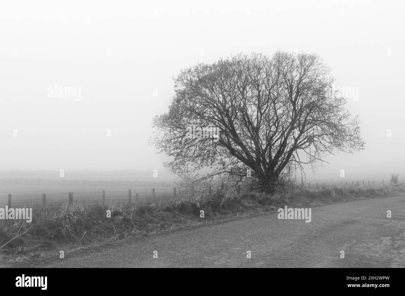 Tree atmosphere atmospheric hi-res stock photography and images - Alamy