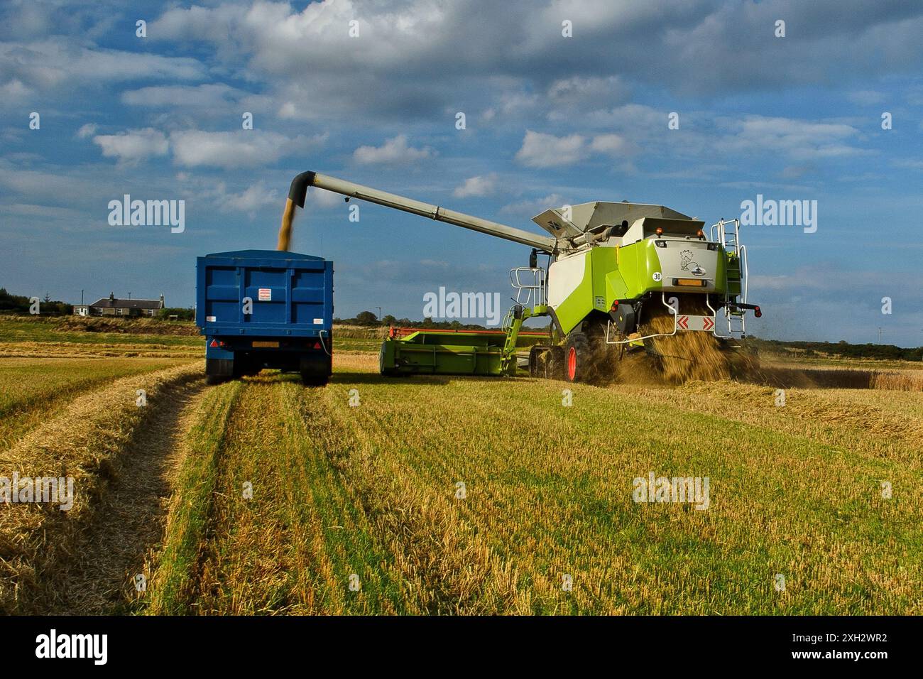 A combine harvester unloading spring barley into a grain tailer. A crop ...