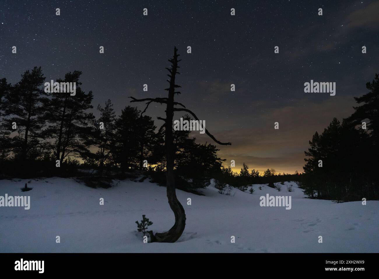Night scene in the forest in winter, dry tree and starry sky, Estonian ...