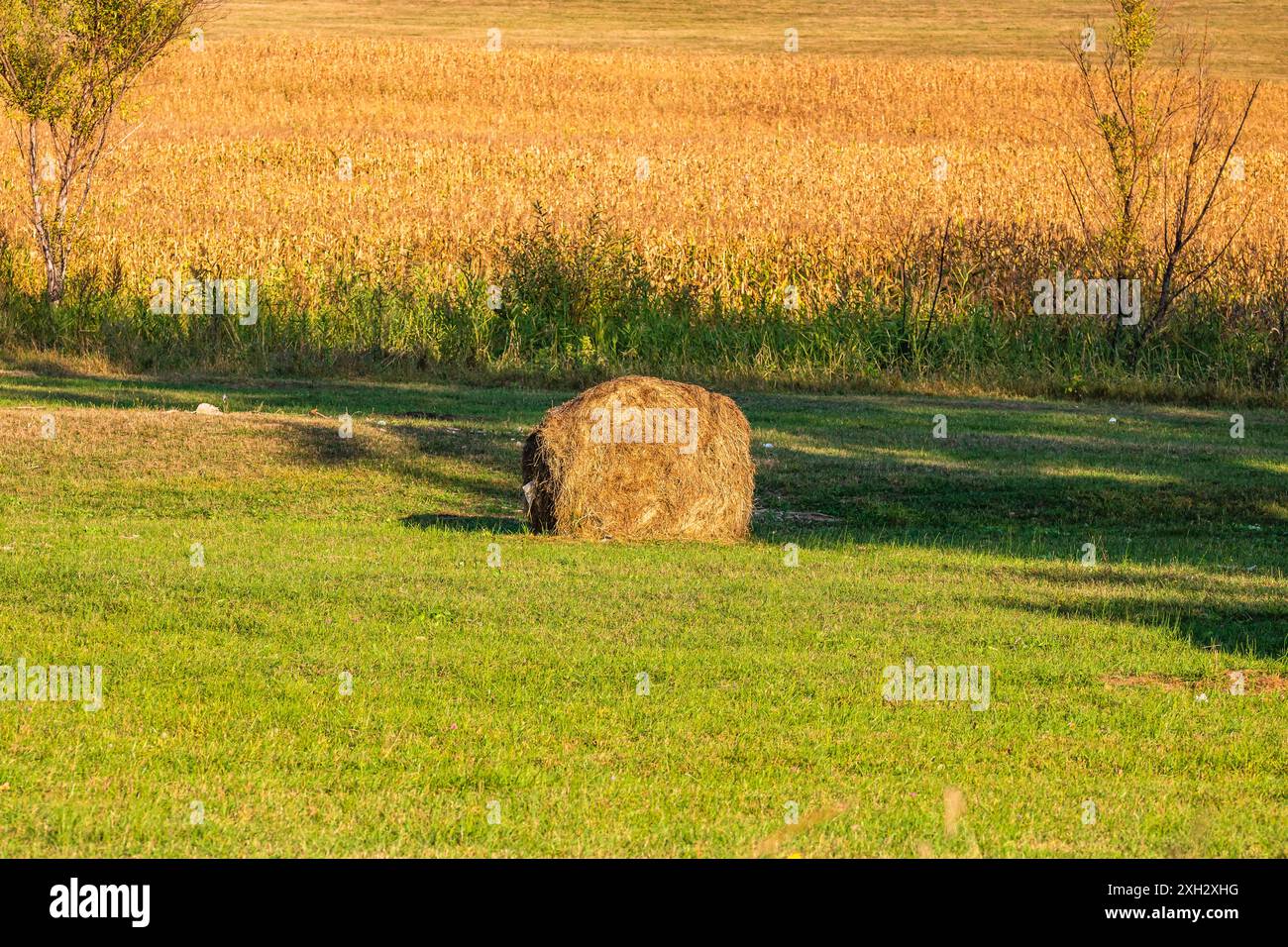 Golden hay bales. Agricultural parcels of different crops and hay roll ...