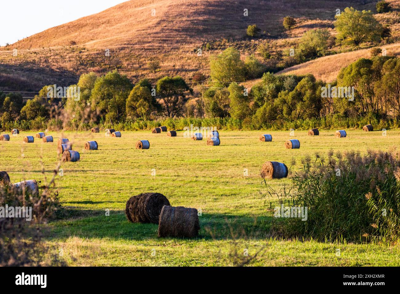 Golden hay bales. Agricultural parcels of different crops and hay roll ...