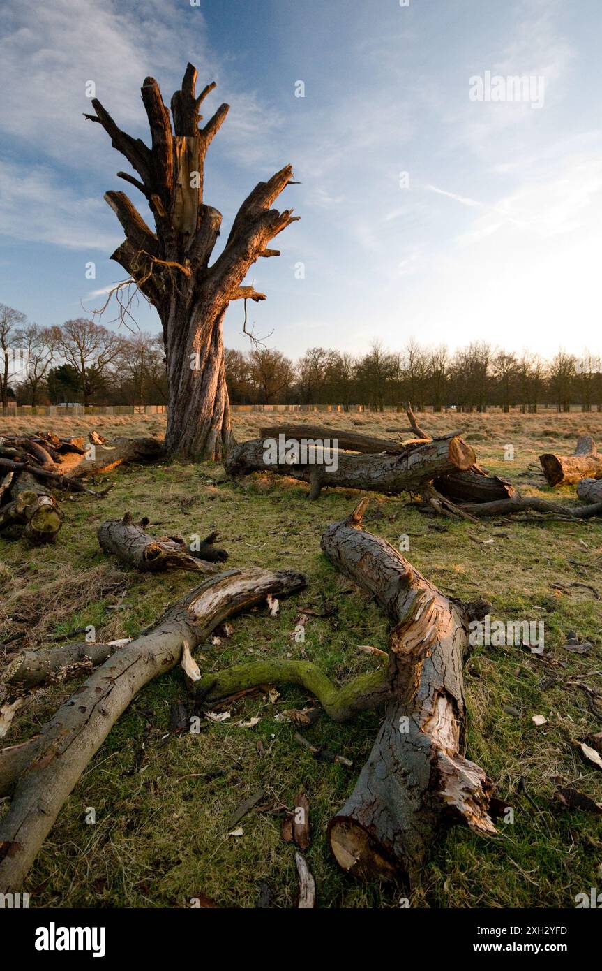 A tree half-felled with branches laying on the ground Stock Photo - Alamy