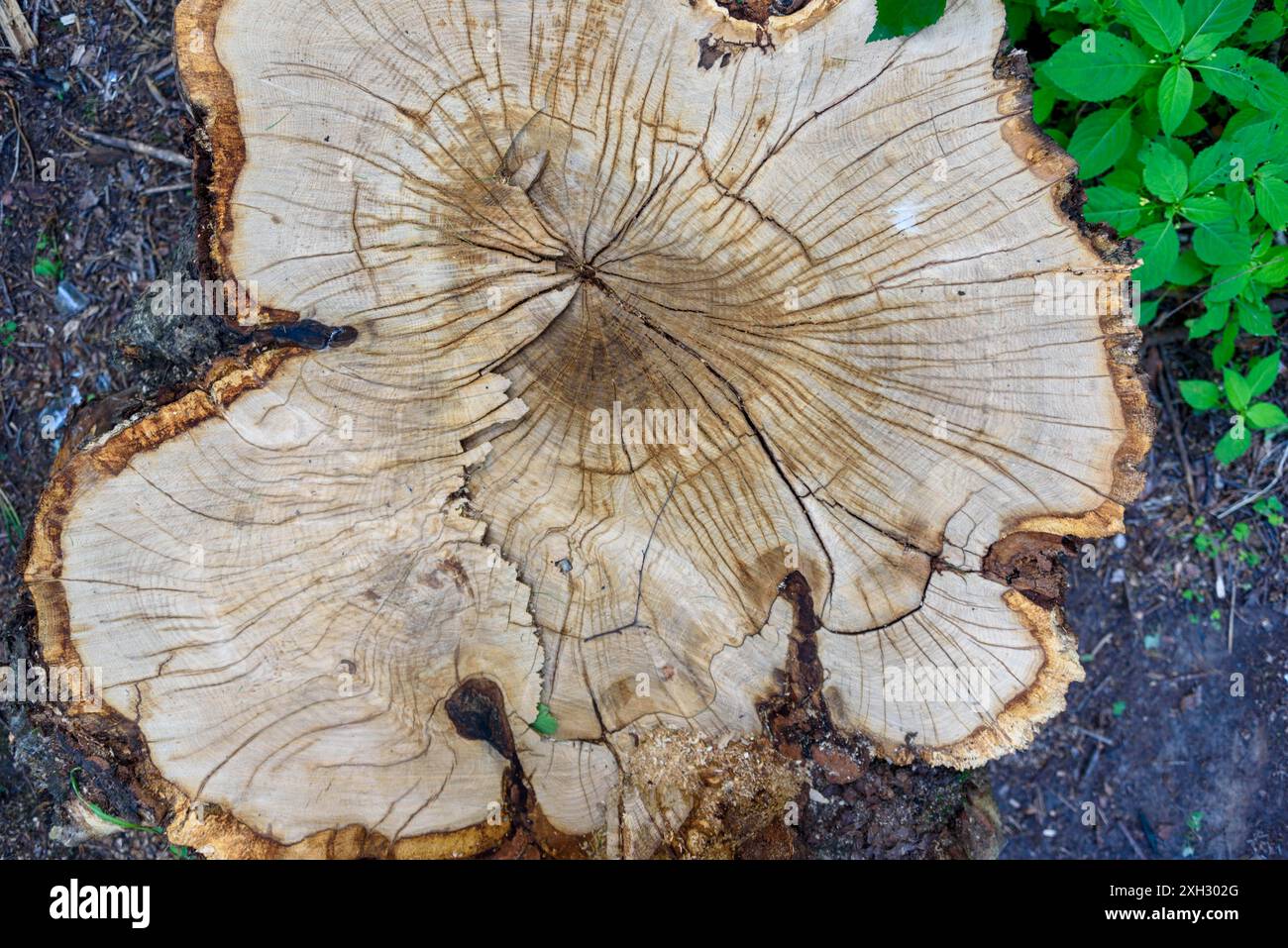 Fresh cut tree stump top view hi-res stock photography and images - Alamy