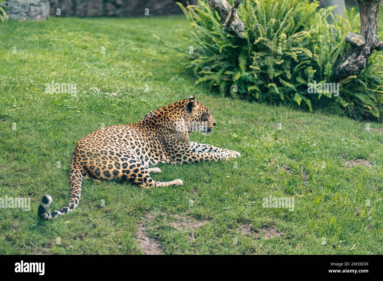 Leopard lying on grass in a natural habitat, surrounded by greenery and ...