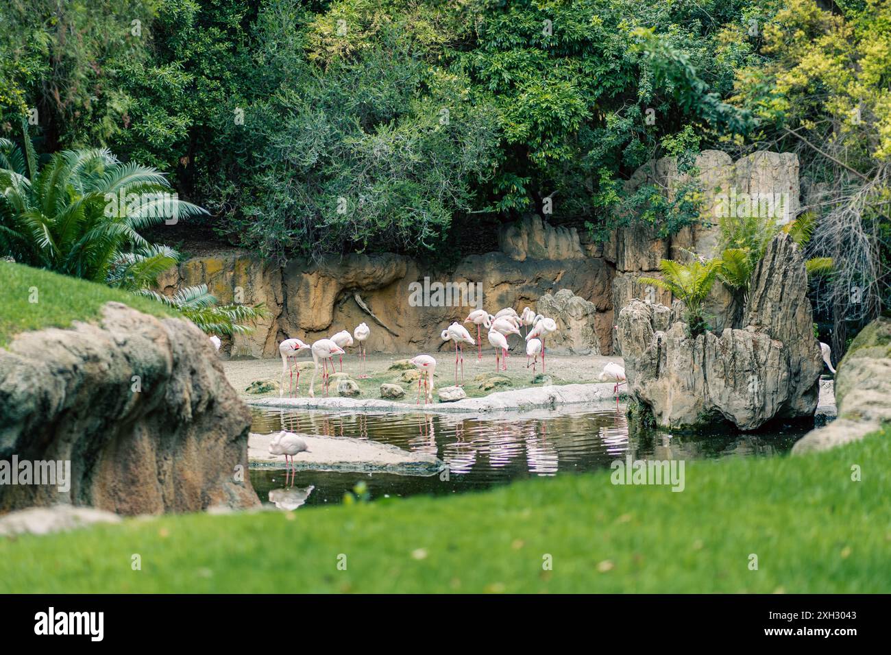 Group of flamingos standing by water in a natural habitat, surrounded ...