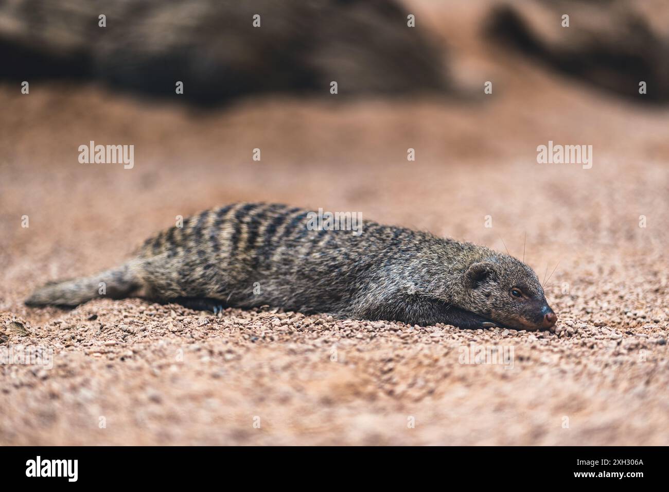 Mongoose lying resting on sandy ground surrounded by natural elements ...