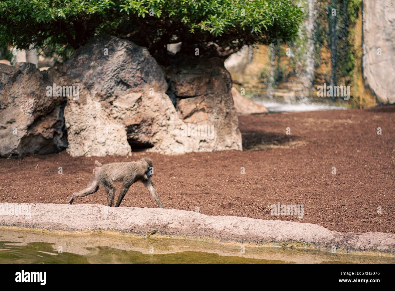 A baboon walking near a water feature in a naturalistic habitat. The ...