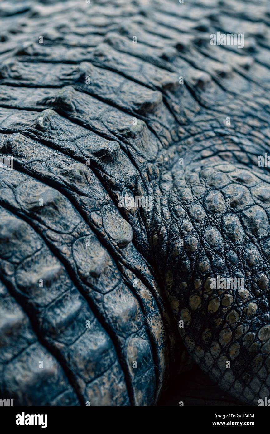 A close-up view of crocodile skin texture, focusing on the detailed and ...