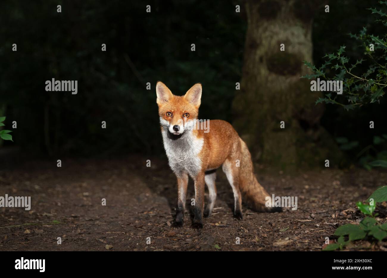 Night portrait red fox hi-res stock photography and images - Alamy