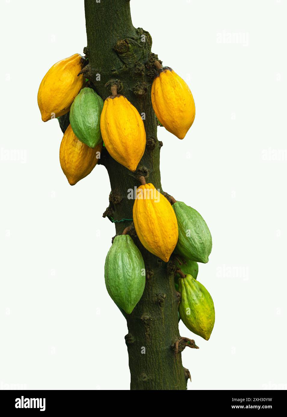 Cacao tree or cocoa tree (Theobroma cacao) is an evergreen tree native ...