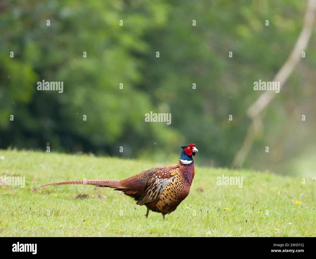 1 one common pheasant hi-res stock photography and images - Alamy