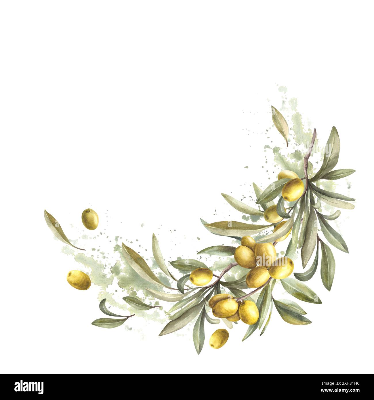 Olive tree branch with leaves and fruit berries on watercolor green ...