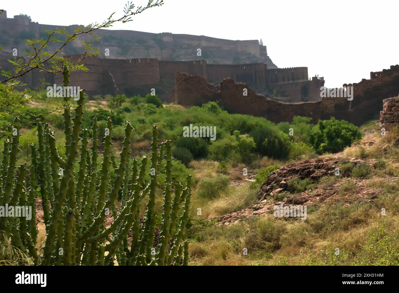 Thhor, Euphorbia caducifolia, the mascot of Thar desert,the multi ...