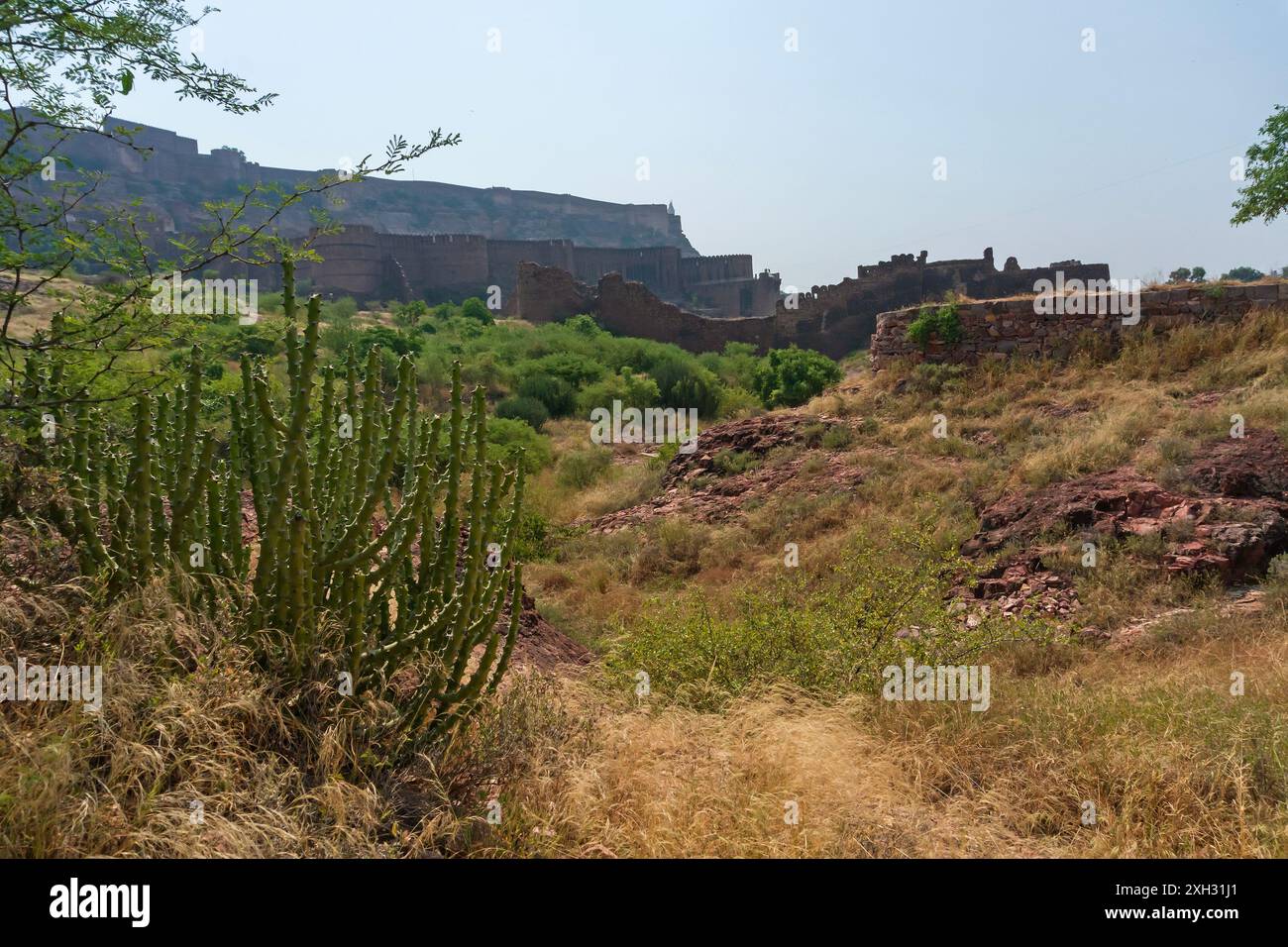 Thhor, Euphorbia caducifolia, the mascot of Thar desert,the multi ...