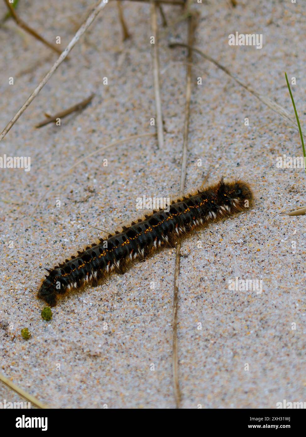 Euthryx potatoria hi-res stock photography and images - Alamy