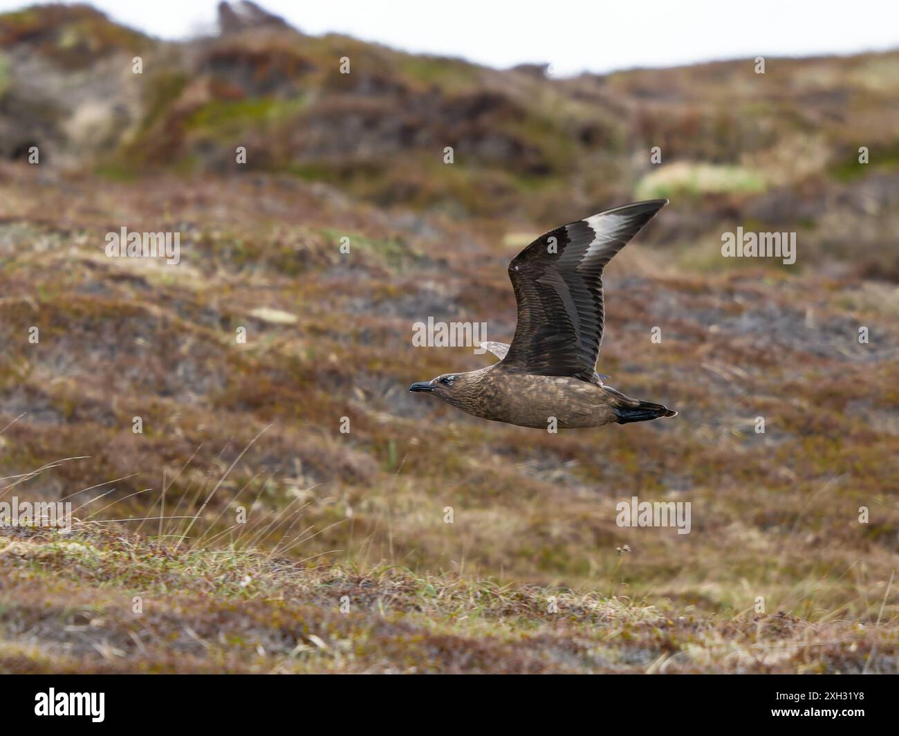 Skua portrait hi-res stock photography and images - Alamy