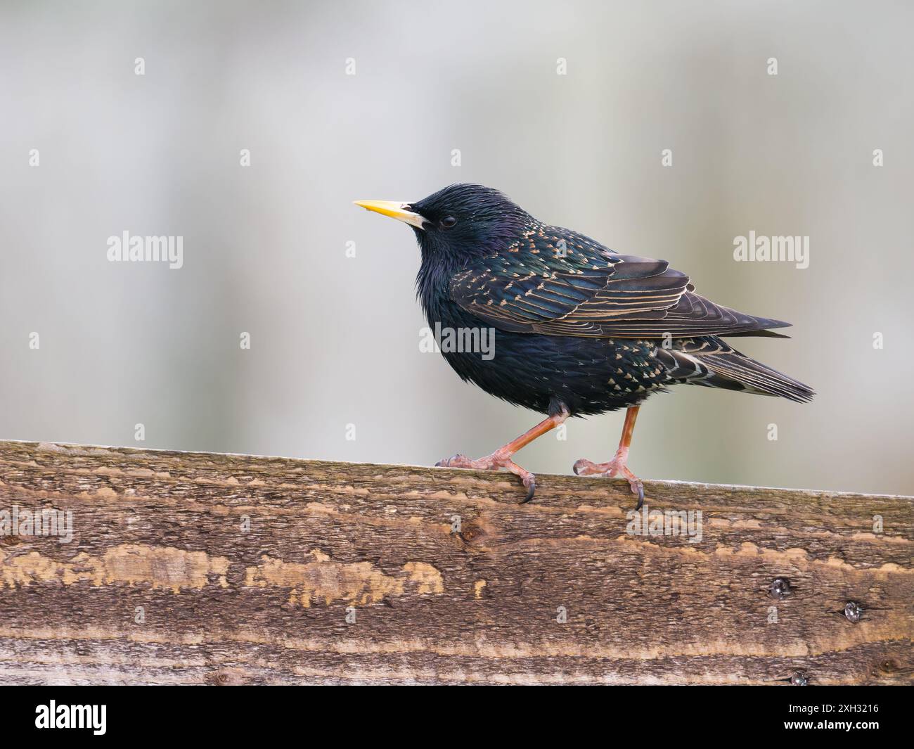 A common starling, Sturnus vulgaris, also known as the European ...