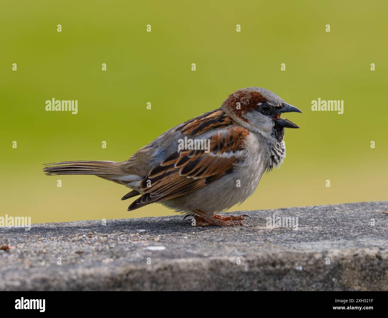 Sparrows perched on wall hi-res stock photography and images - Alamy