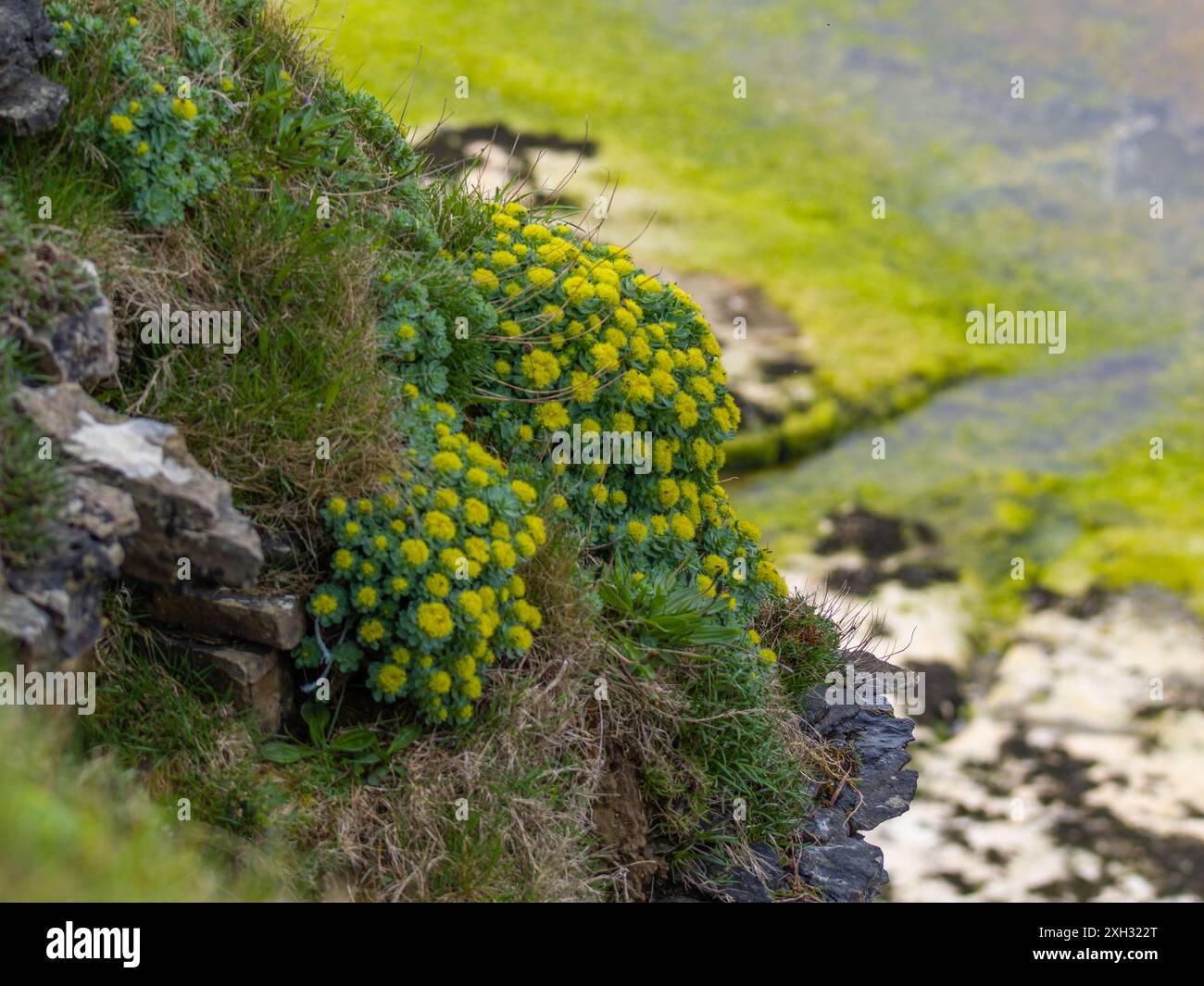 Lignum rhodium hi-res stock photography and images - Alamy
