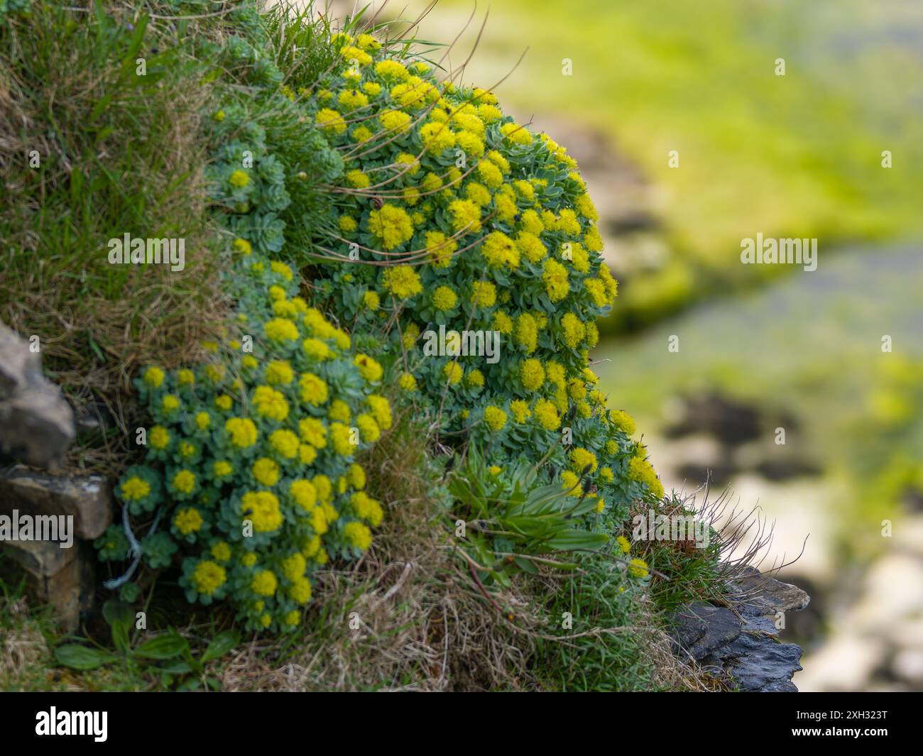 Rhodiola rosea, commonly known as golden root, rose root, roseroot ...