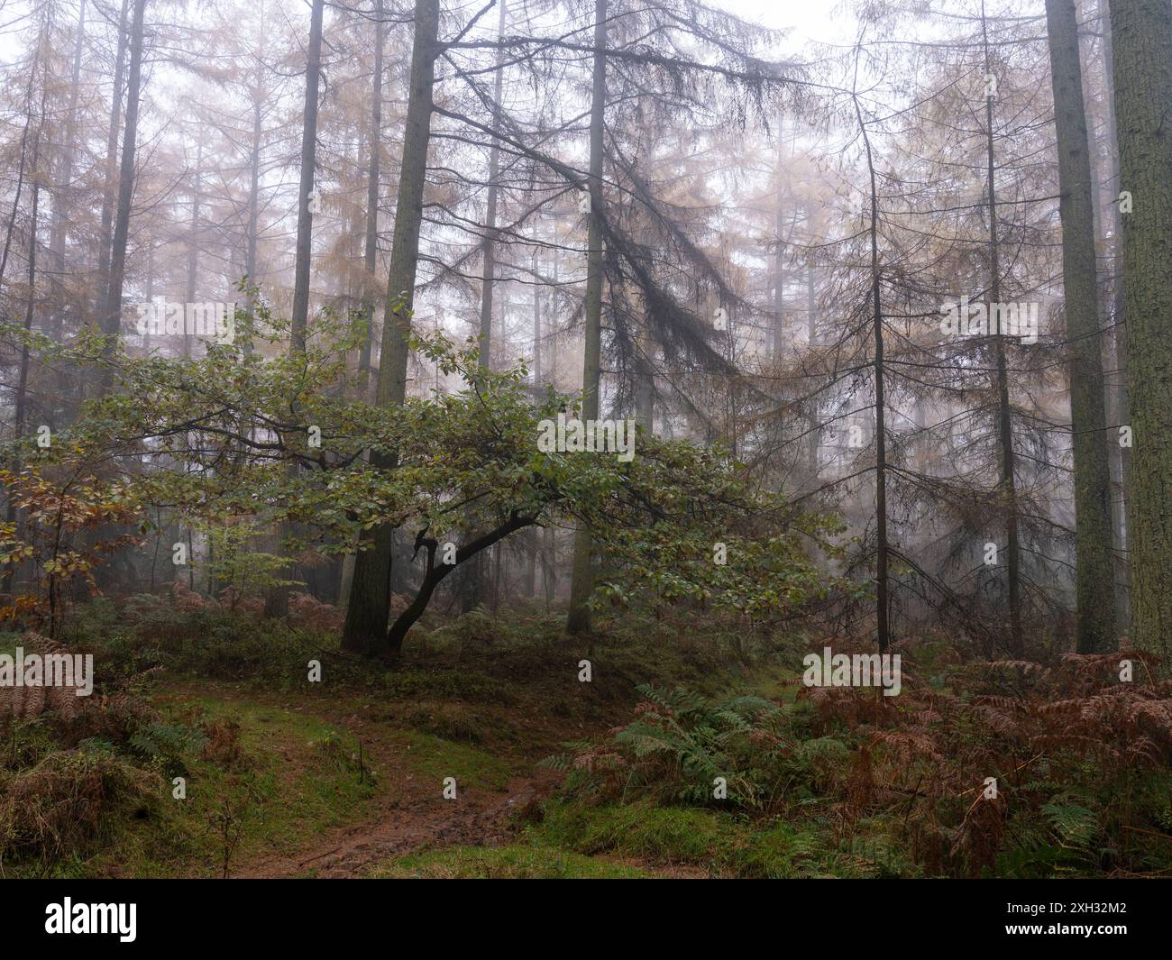 Mixed woodland at Mortimer Forest, Ludlow, Shropshire, UK Stock Photo ...