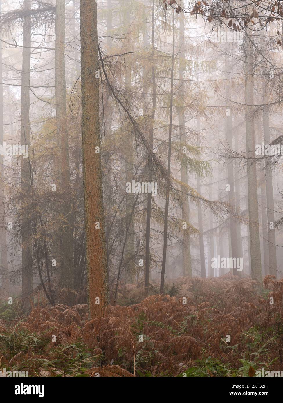 Mixed woodland at Mortimer Forest, Ludlow, Shropshire, UK Stock Photo ...