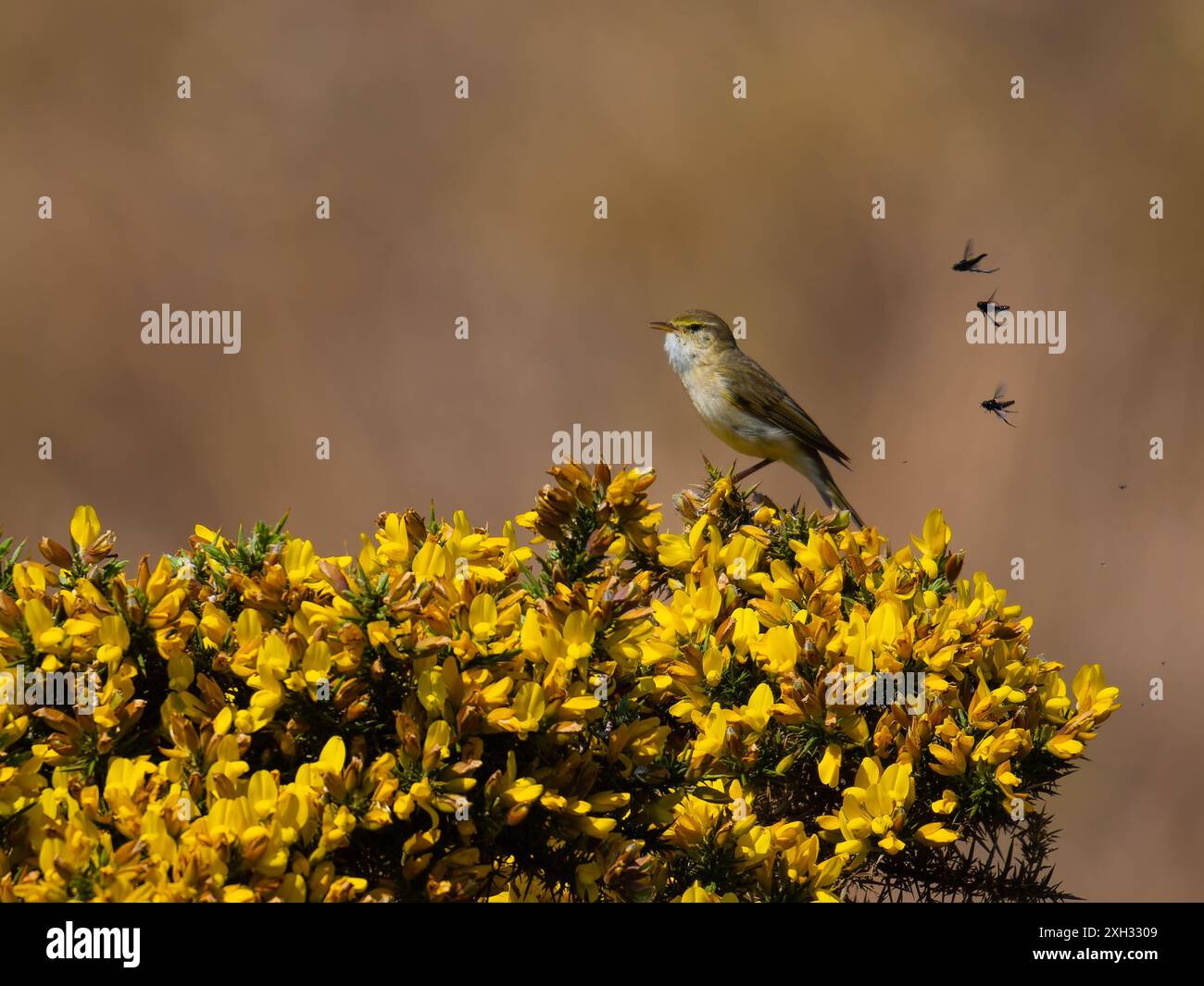A common whitethroat also known as greater whitethroat, Curruca ...